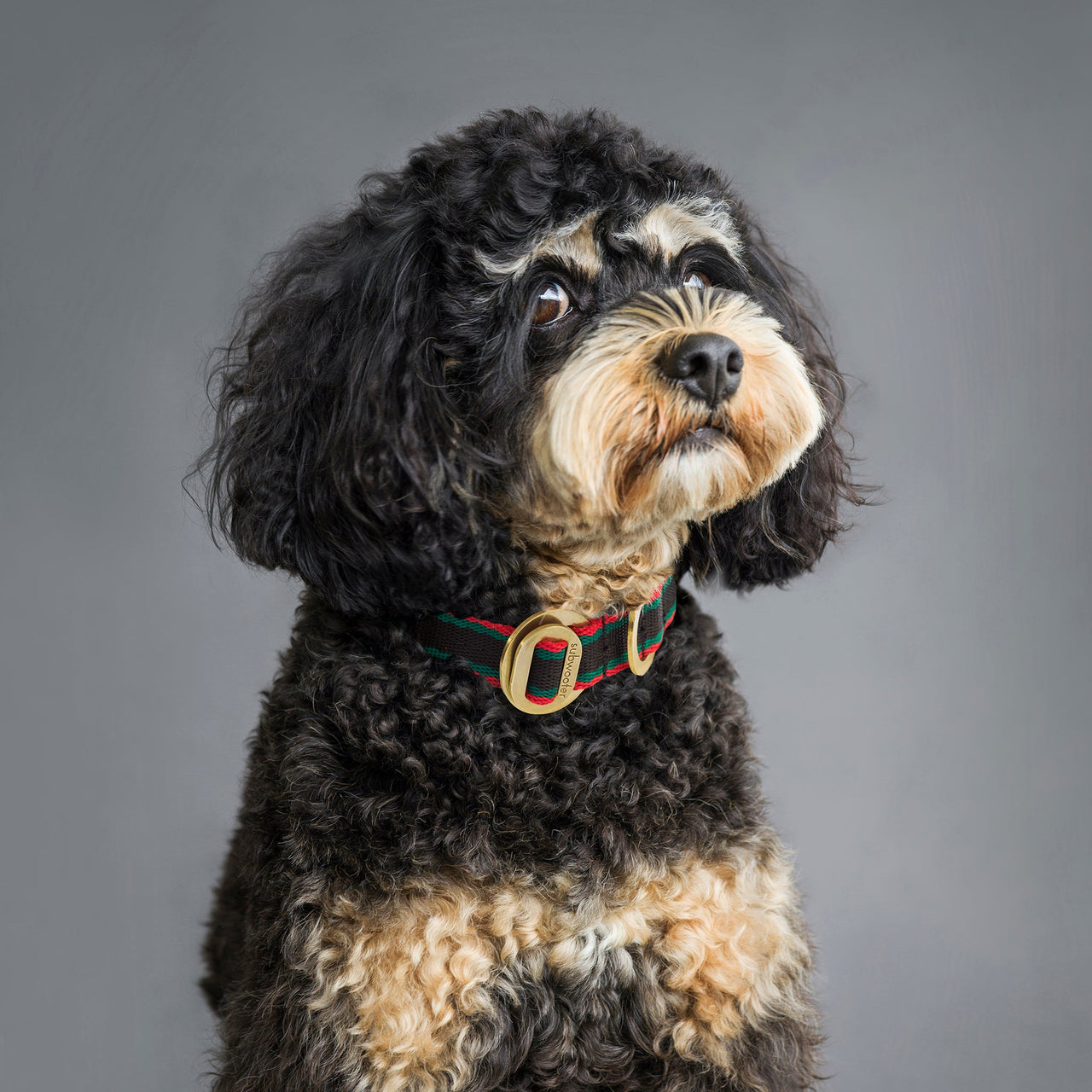 MONKEY – Subwoofer Dog