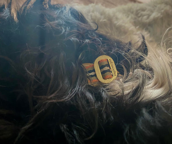 COOPER – Subwoofer Dog