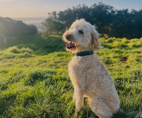 KIT – Subwoofer Dog