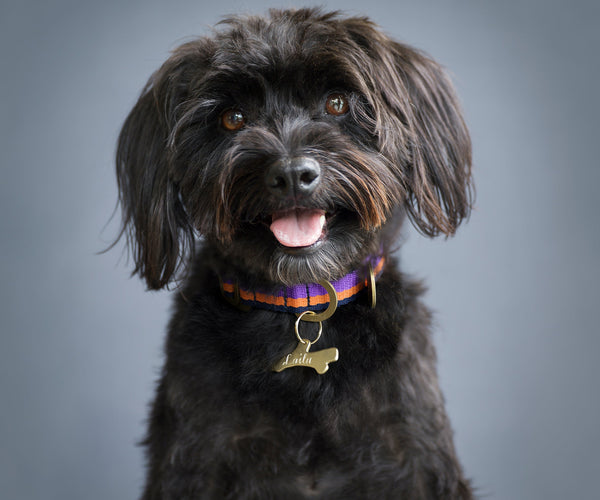 LAILA – Subwoofer Dog