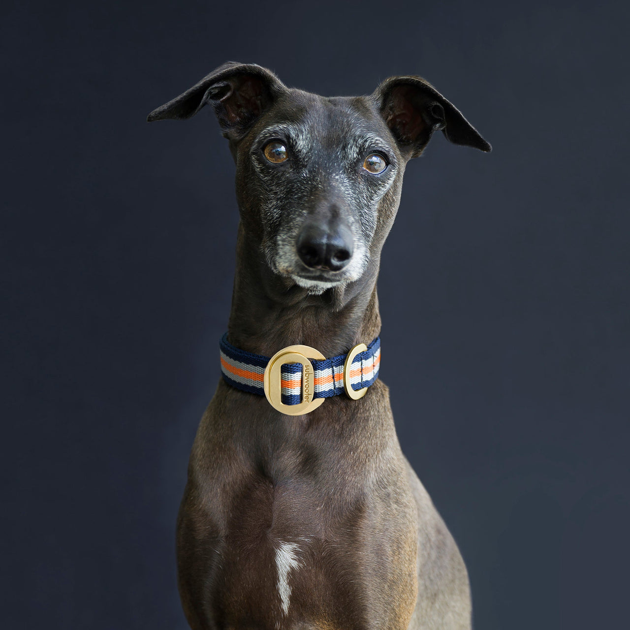 LUIGI – Subwoofer Dog