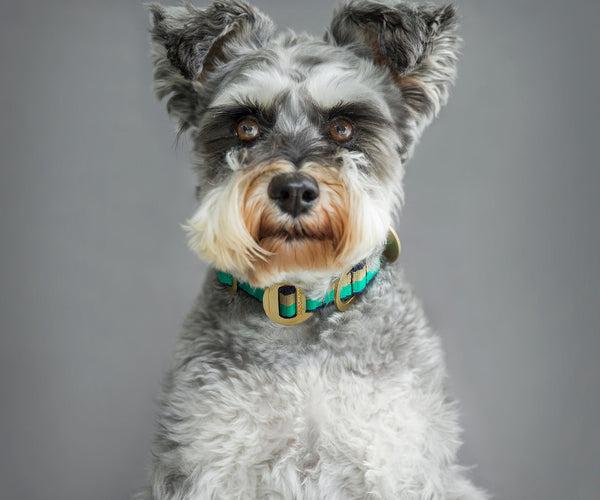POPPY – Subwoofer Dog