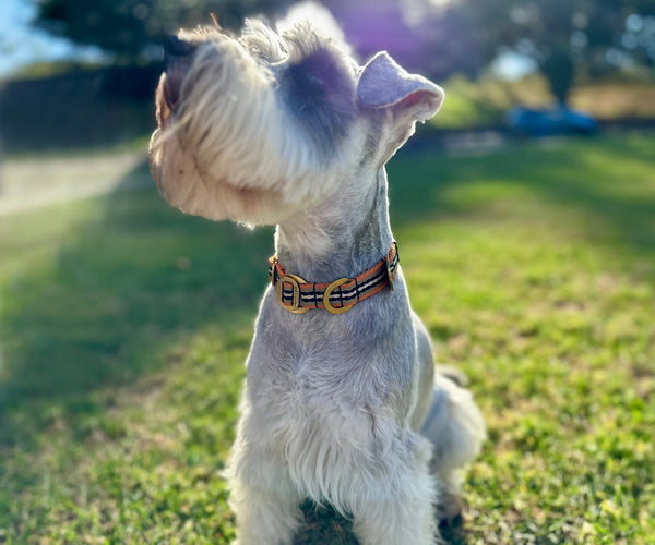 ROCKY – Subwoofer Dog