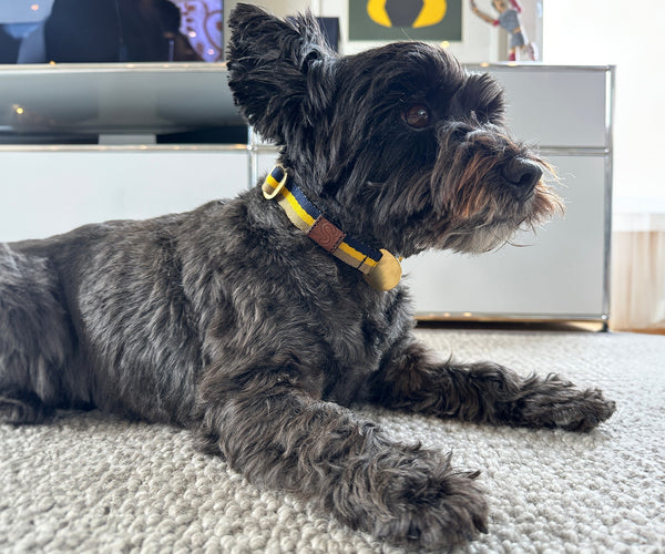 WINSTON – Subwoofer Dog