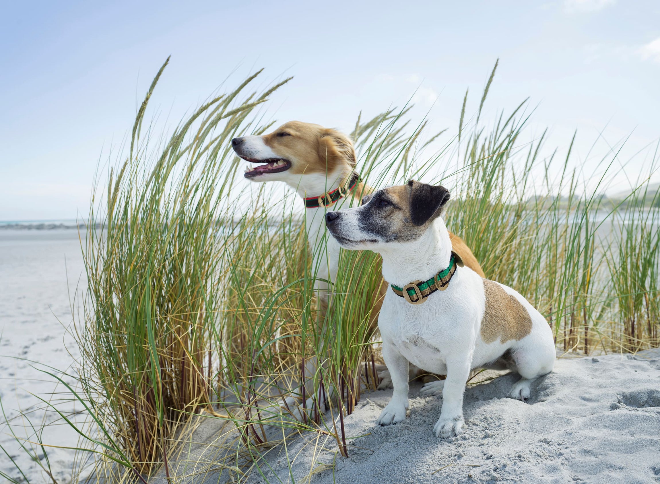 Our Range – Subwoofer Dog