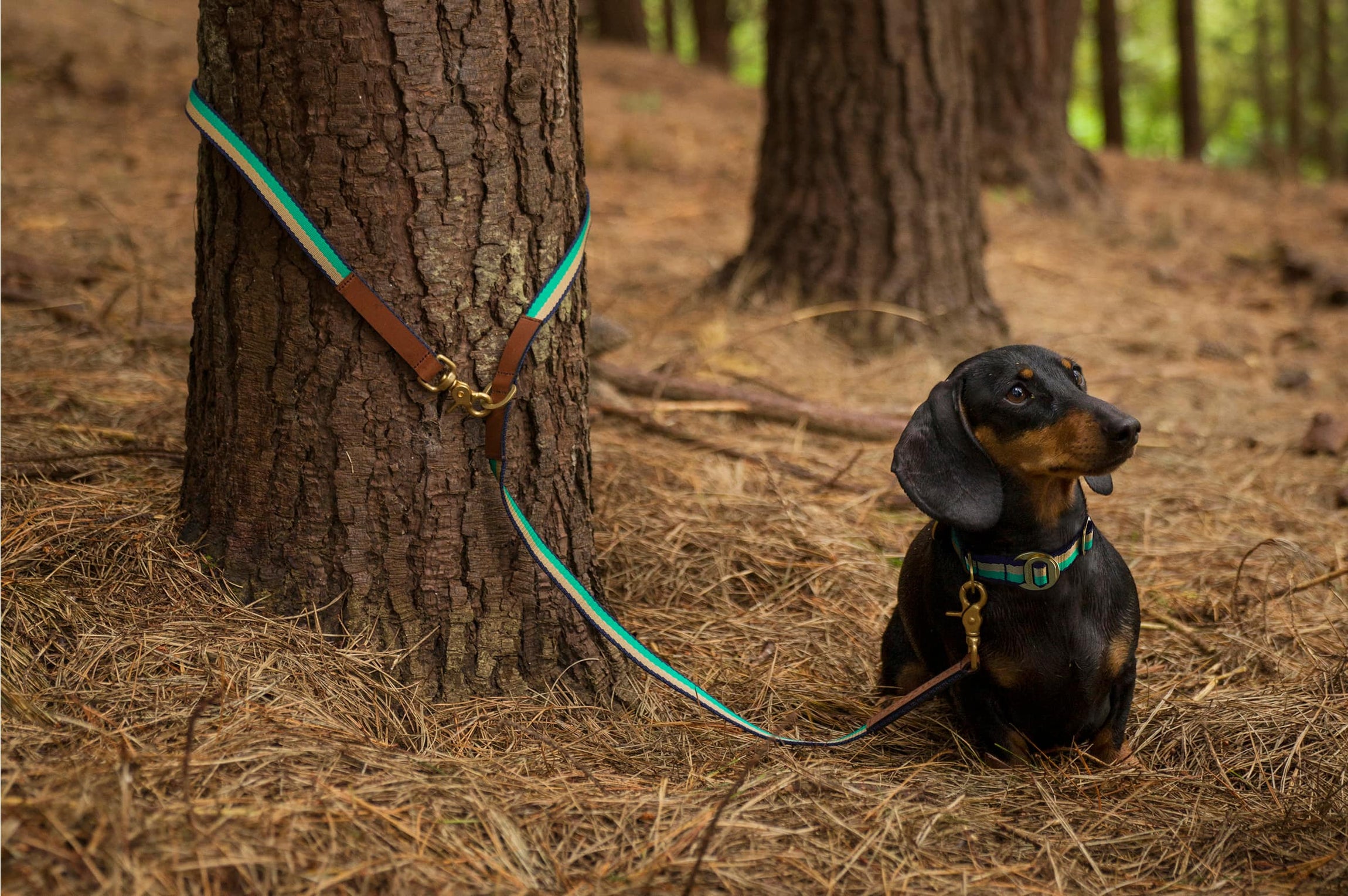 Leads – Subwoofer Dog